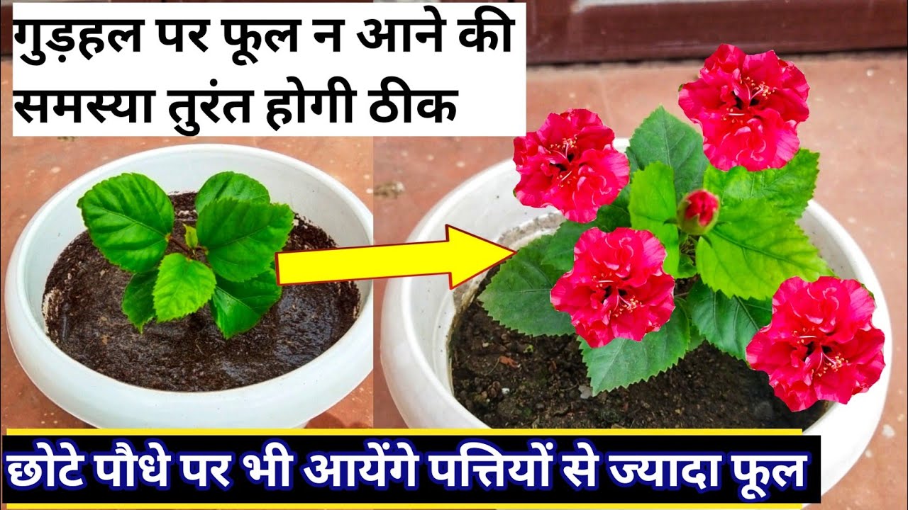 Best Fertilizer For Hibiscus Plant Homemade Fertilizer For Hibiscus Best Fertilizer For Hibiscus Plant Homemade Fertilizer For Hibiscus
