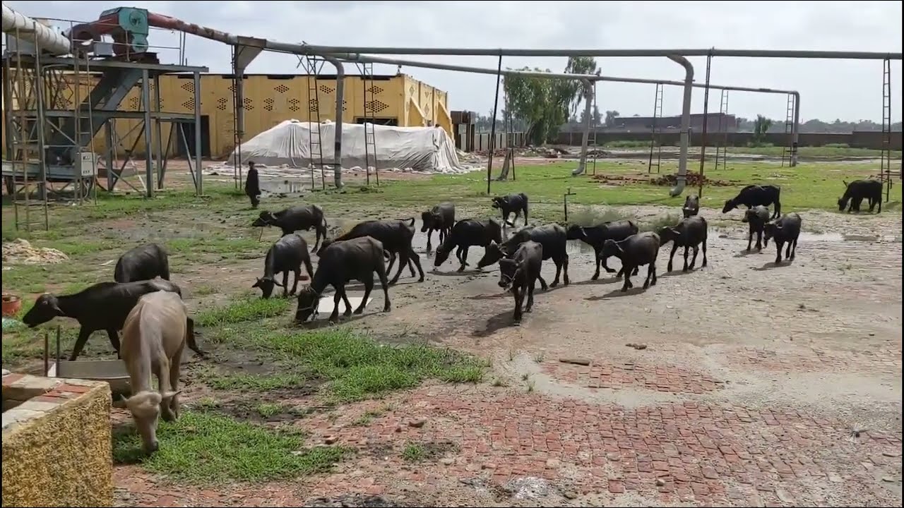 Buffalo, Baby Buffalo Grazing in the field | Cattle Farm | Baby Buffalo ...