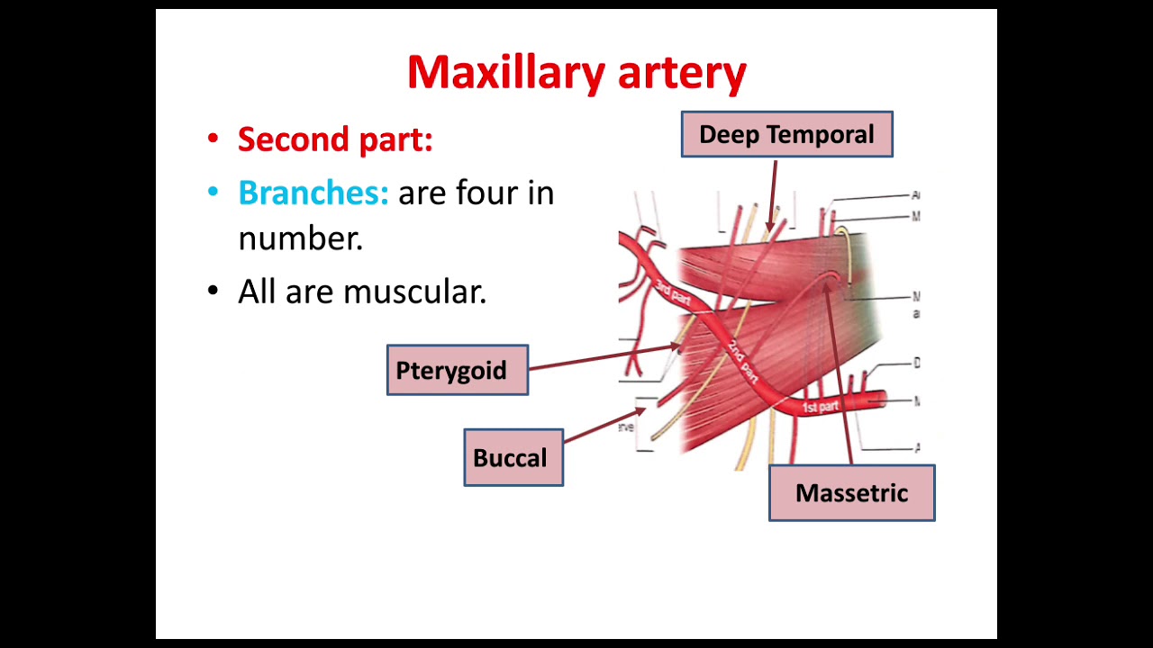 16 4 2020 Anatomy, Maxillary Artery & Pterygoid Plexus of Veins Dr Suresh - YouTube