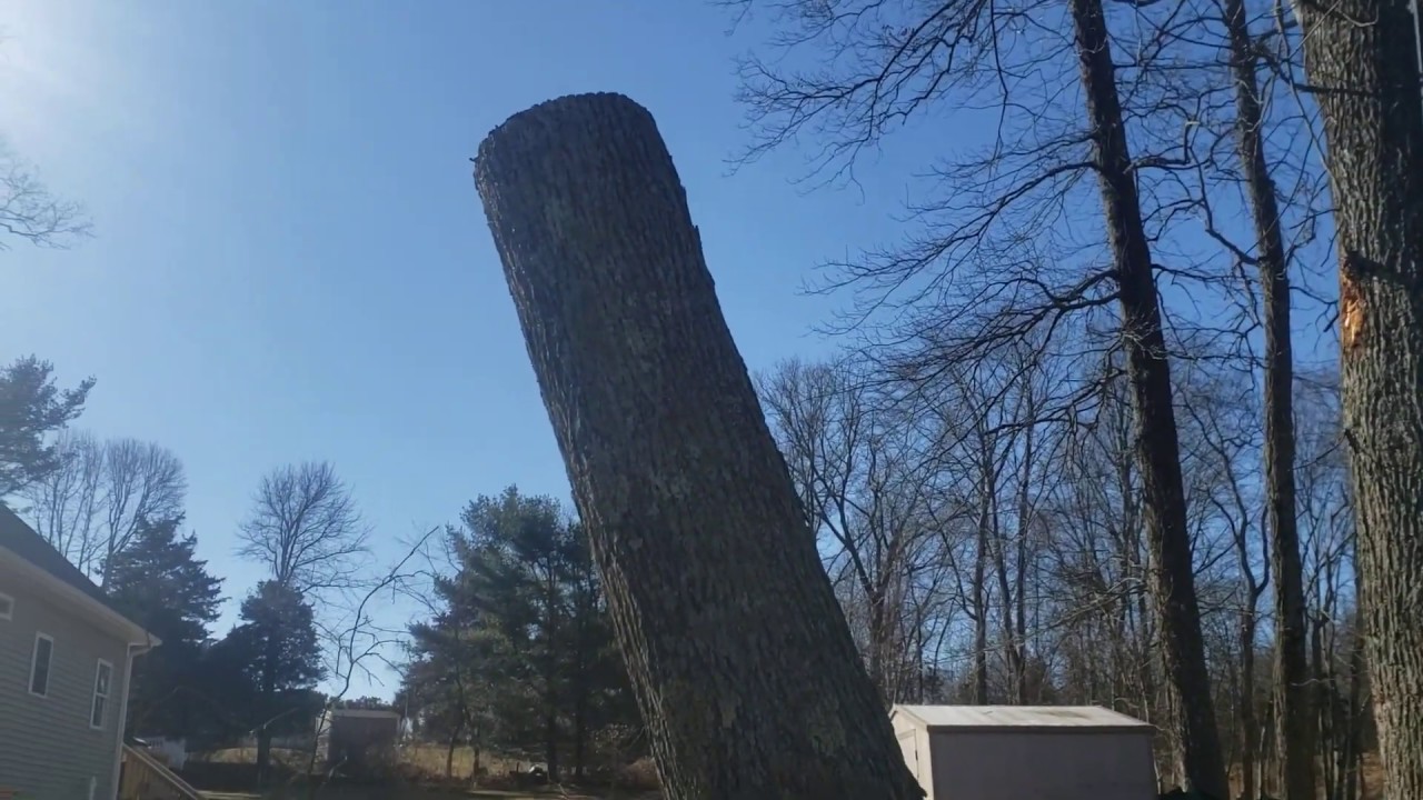 Oakdale CT Tree Removal - YouTube
