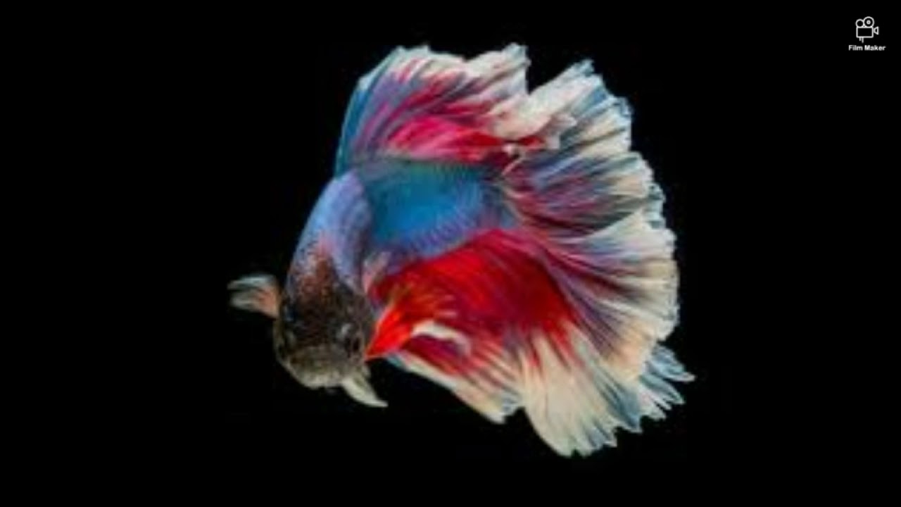 the collection of colour fish - YouTube