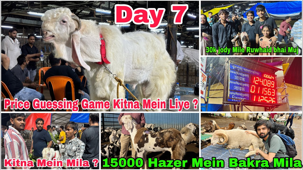 Deonar Bakra Mandi Day 7 Latest Update 11 June 2024 prices Guessing ...