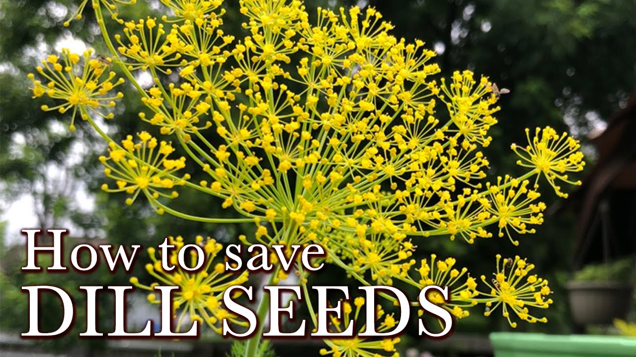 How to Collect Dill Seeds - Easy Seeds to Save for the Beginning Seed ...