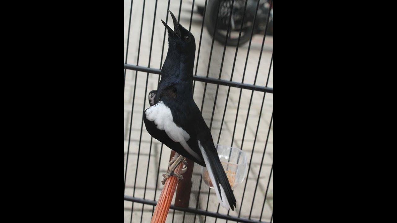 BURUNG KACER POCI FIGHTER - YouTube