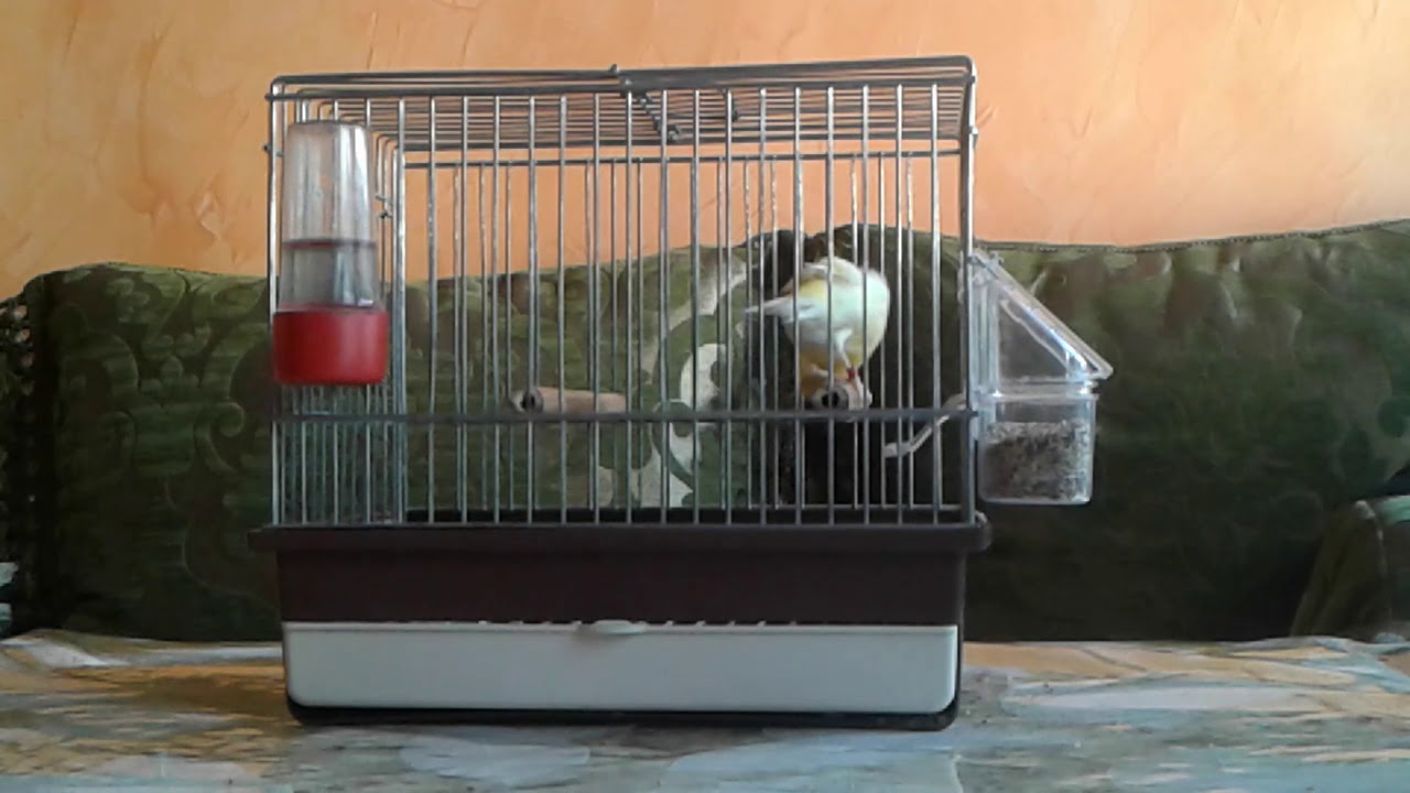 Canari flawta orpheus - YouTube