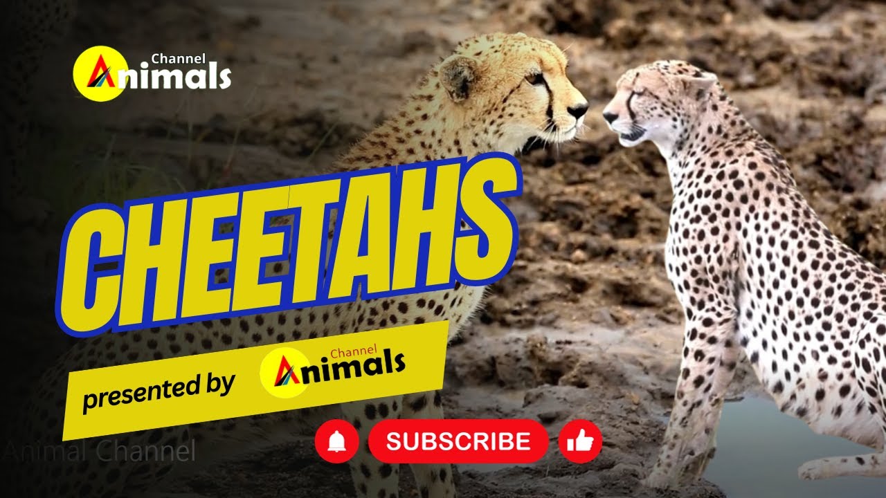 Cheetahs by Animal Channel @animals- #animals - YouTube