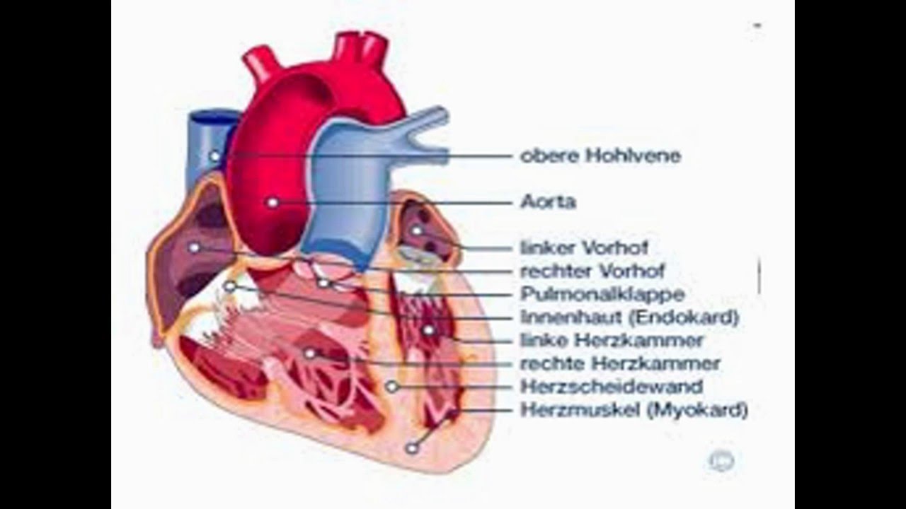 herz aufbau - YouTube