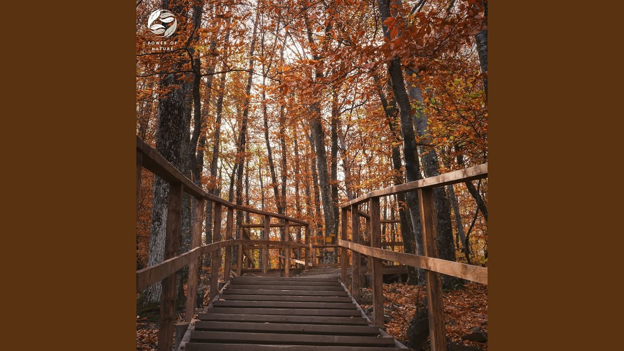 Tranquil Ambience for Mindfulness - YouTube