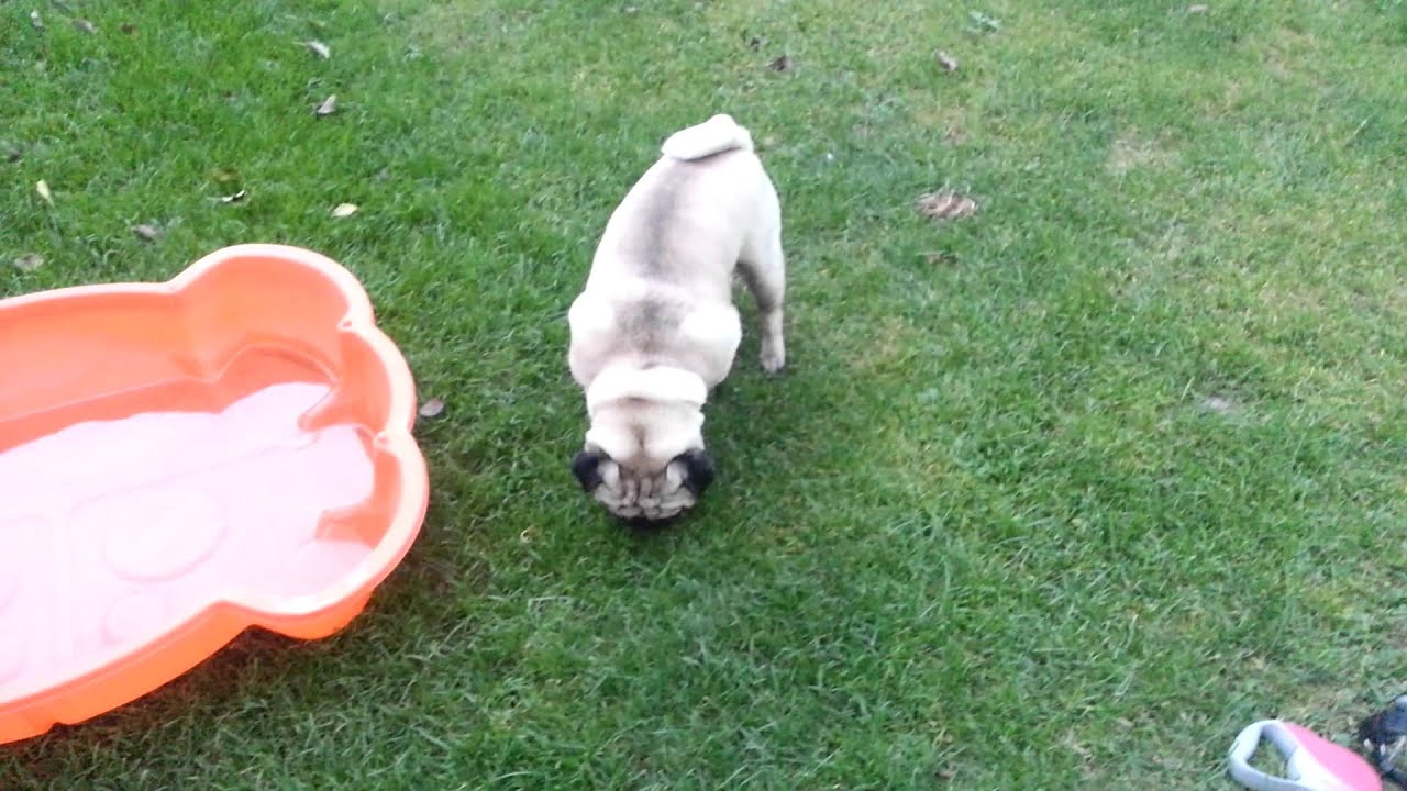 Pug in the pool - YouTube