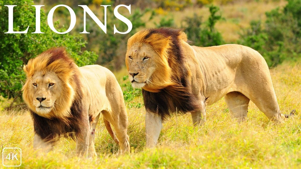 Lions 4K - Scenic Wildlife Film With Meaningful Quotes and Beautiful ...