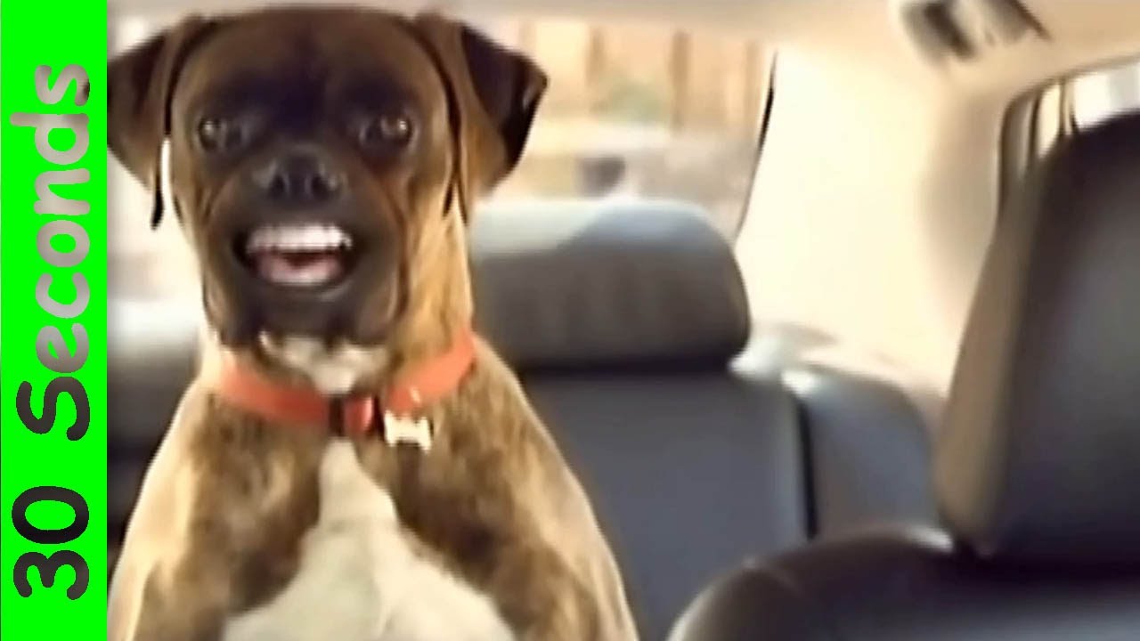 What Breed Is That Dog In The Toyota Corolla Commercial
