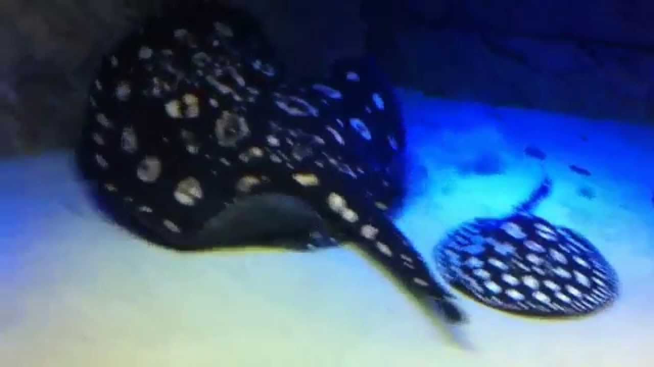 Stingrays breeding by www.edesviziraja.hu - YouTube