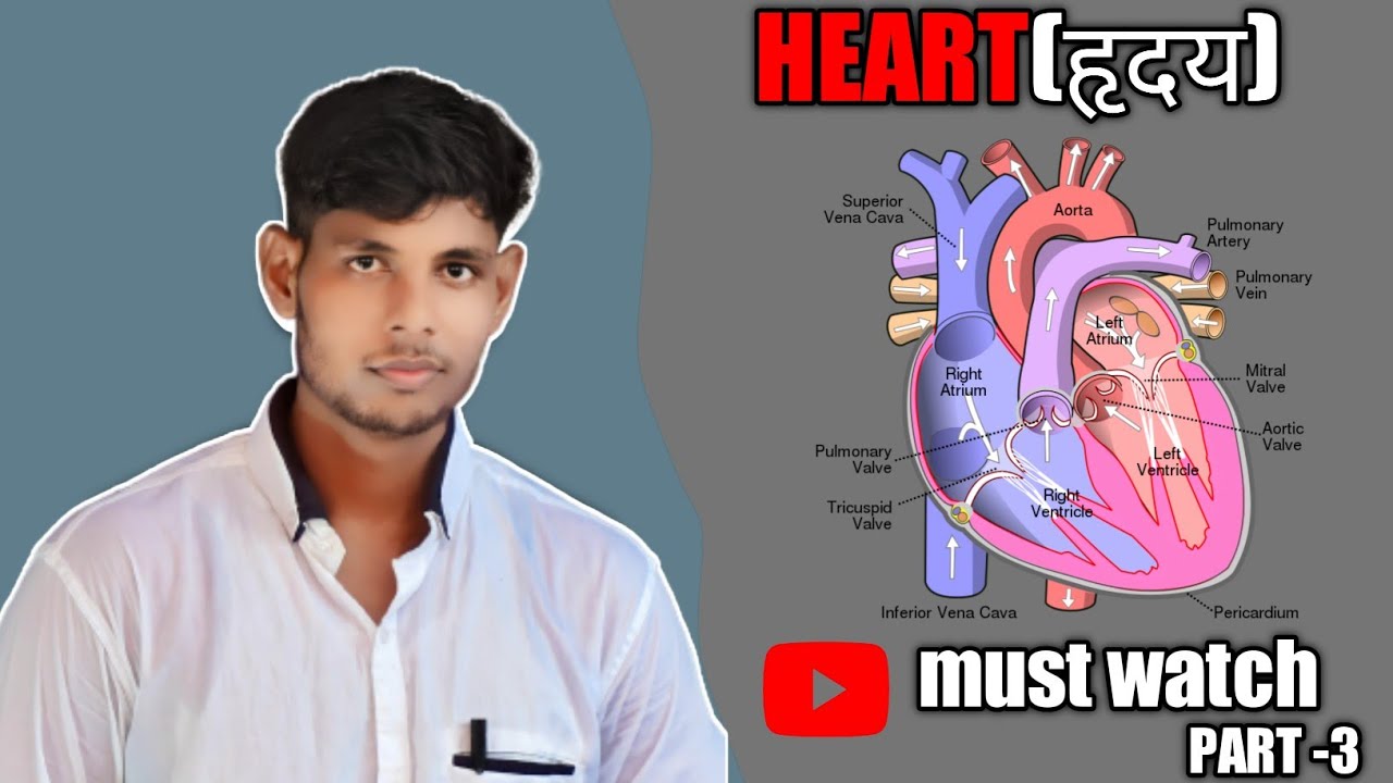 Heart L Human Heart L L Structure Of Heart In Hindi L heart-l-human-heart-l-l-structure-of-heart-in-hindi-l
