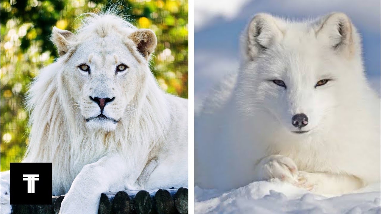 Most Beautiful White Animals in the World - YouTube
