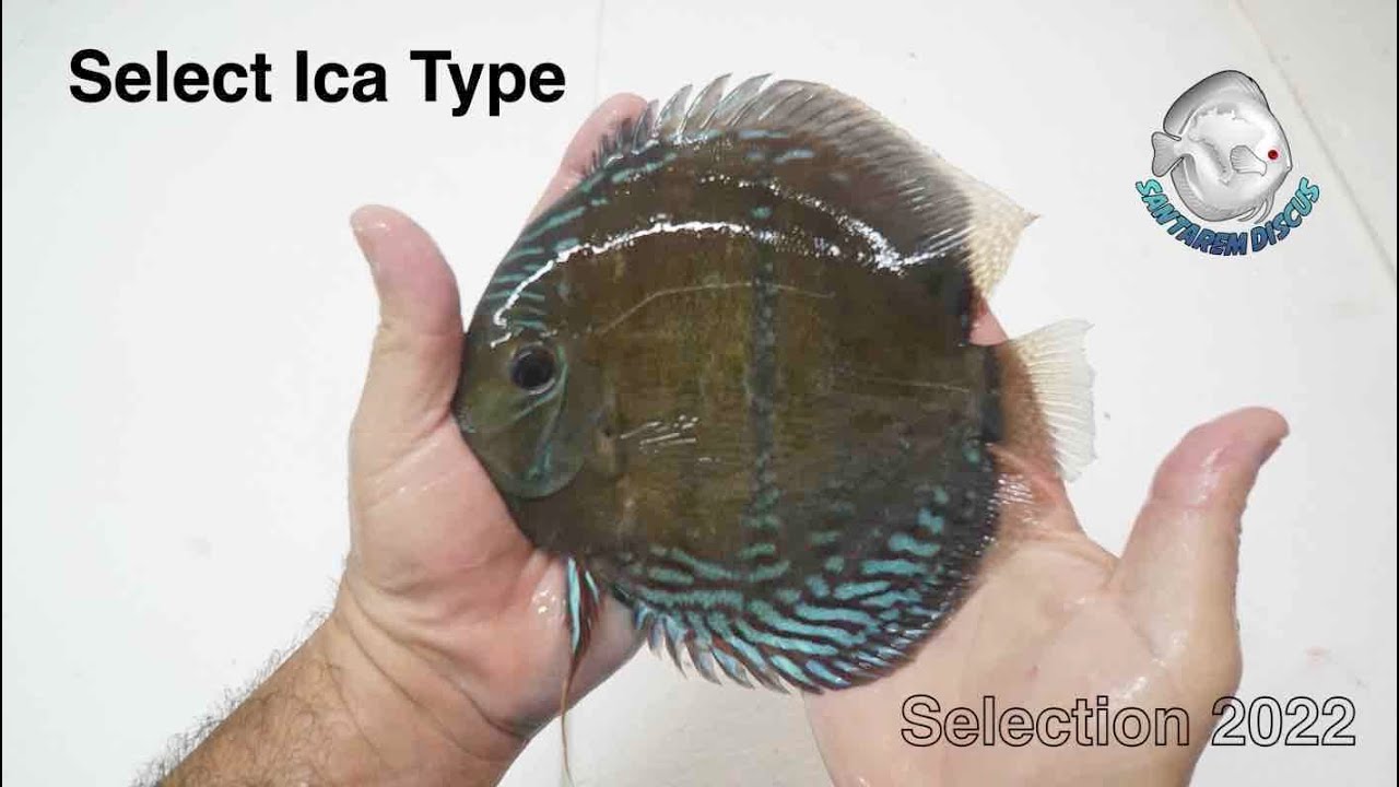 Selection Ica type - YouTube