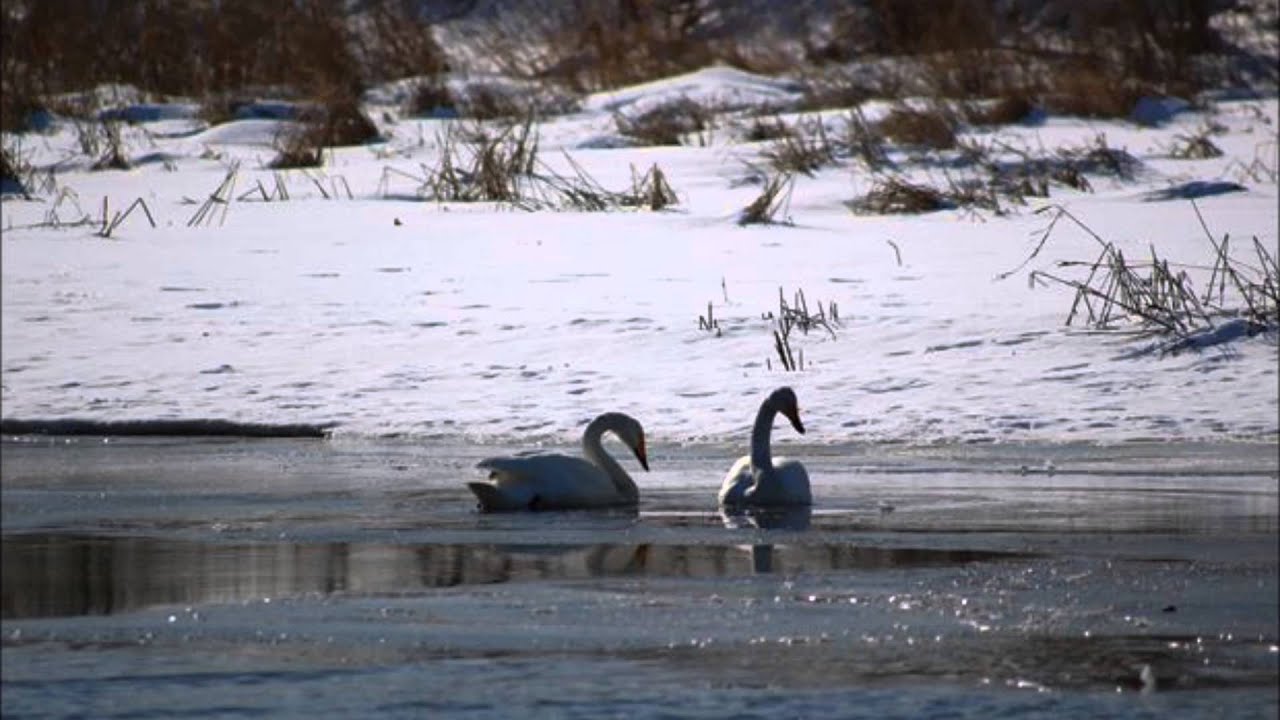 Swan Viola 2015 - YouTube