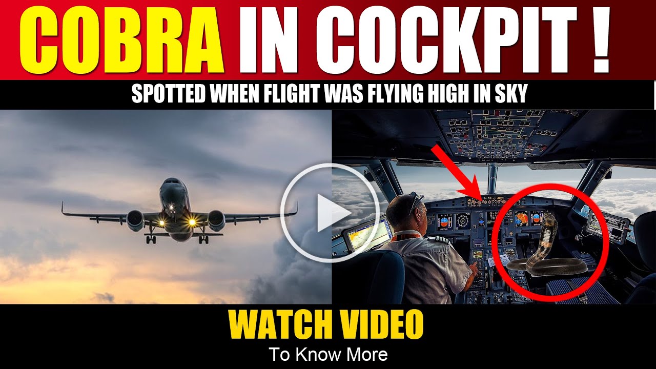 Cobra in flights Cockpit , Pilot Rudolf Erasmus Makes Emergency Landing ...