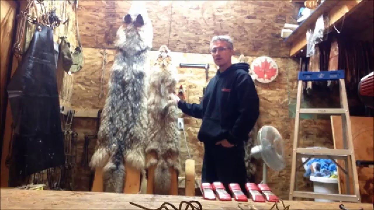 On the canine line 2014 - YouTube