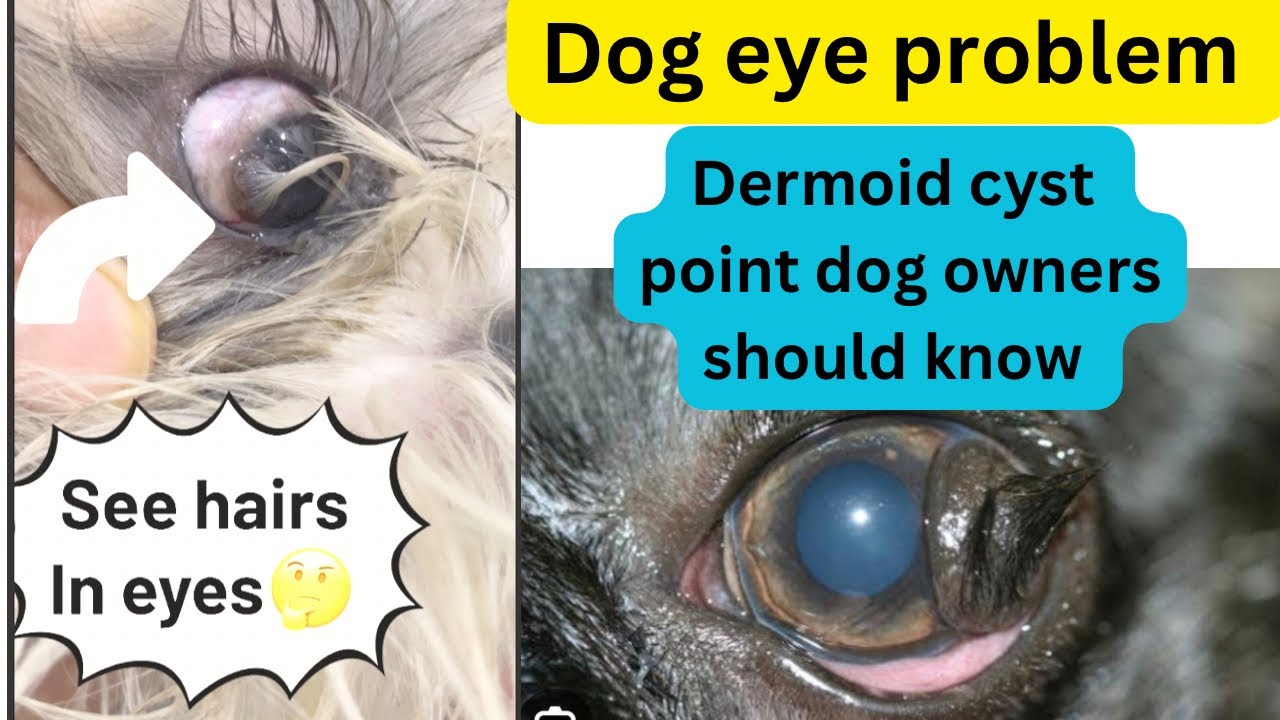 Dermoid cyst in dog treatment and prevention #dermoidcyst#eyeproblems# ...