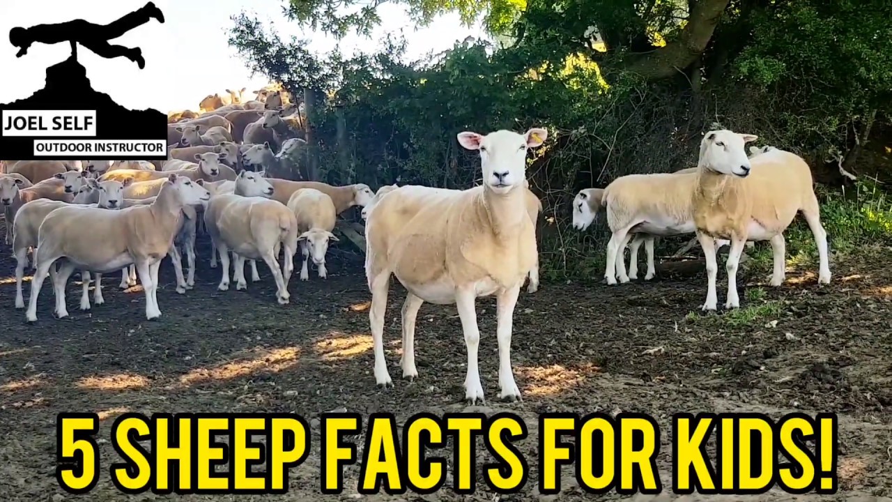 5 Sheep Facts for Kids! - A Video by Joel Self - Outdoor Instructor ...