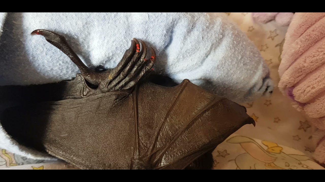 Baby Bat Getting A Good Wash. 🦇 Why She Has Red Toes. 🦇 - YouTube