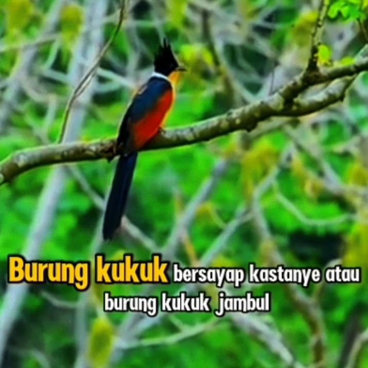 Mengenal Burung BUBUT PACAR JAMBUL - YouTube
