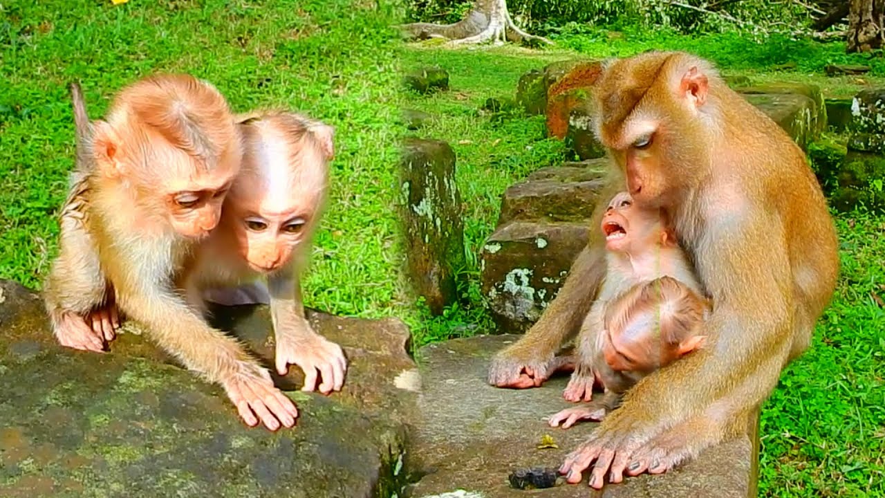 Cutest & Smartest Baby Monkey Play Happily Together Jacee & Lynx ...