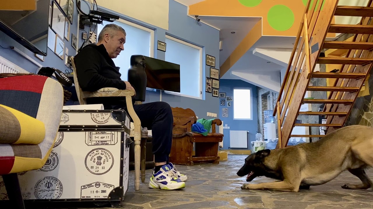 Malinois din Canisa Romano - YouTube