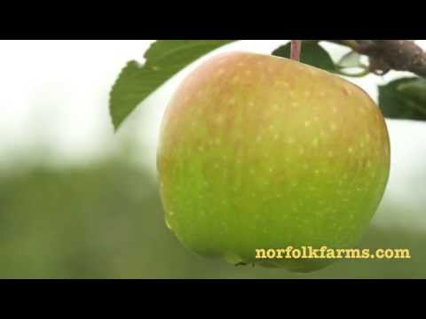 Apple Orchard in Norfolk County - YouTube