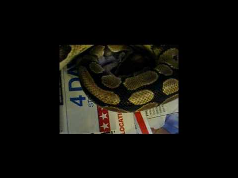 Ball Python Eating Frozen Mouse - YouTube