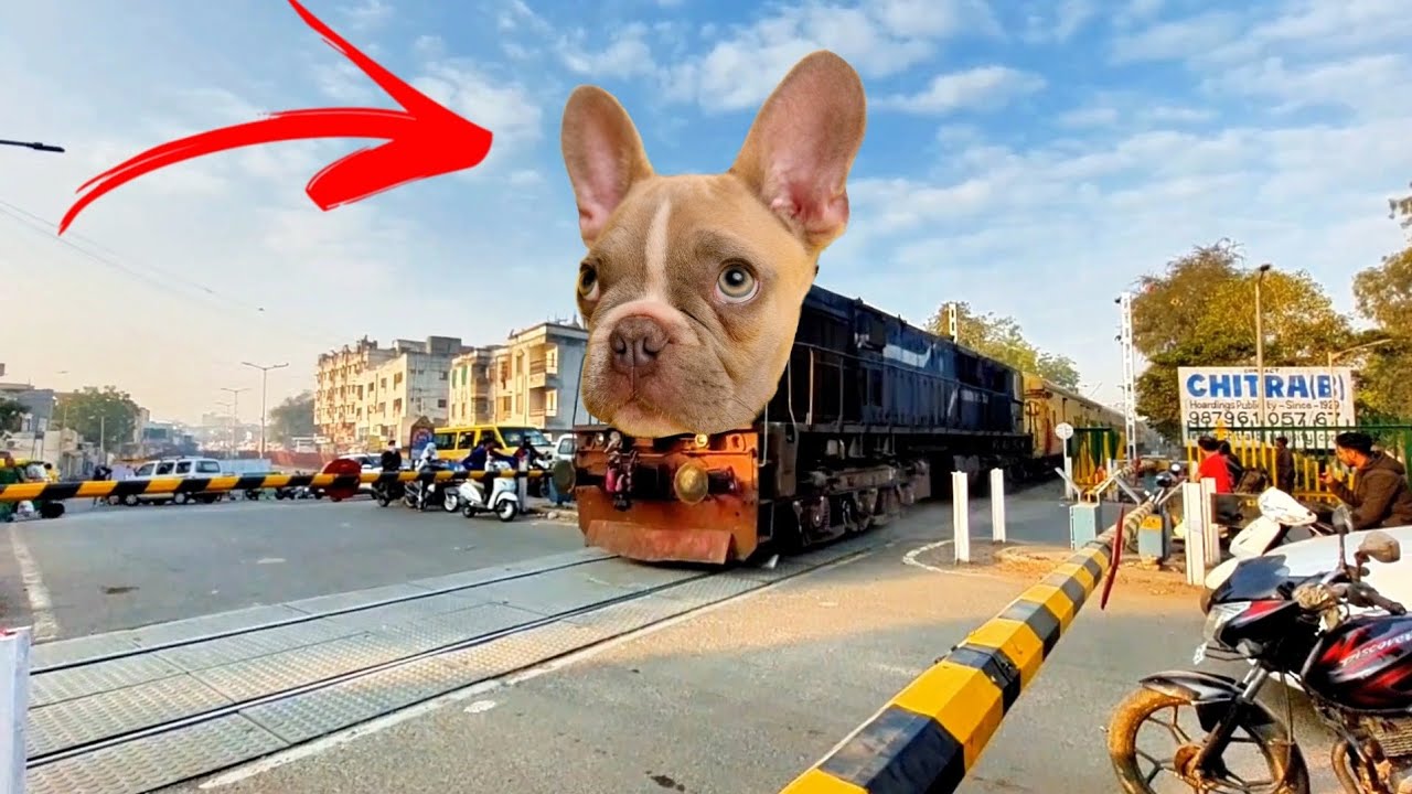 unbelievable Animal at indian Railget when Dangerous and furious ...