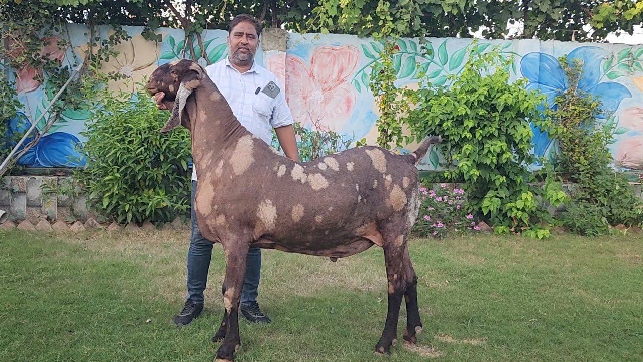 160 Kg Self Feeding Ajmera Bakra | Raja Bhai Jaipur Rajasthan | Heavy ...