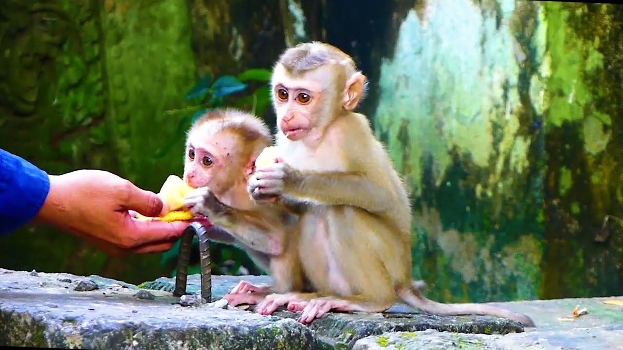 OHmygod!..Help poor monkey ..| You never seen | Nice footage bb monkey ...