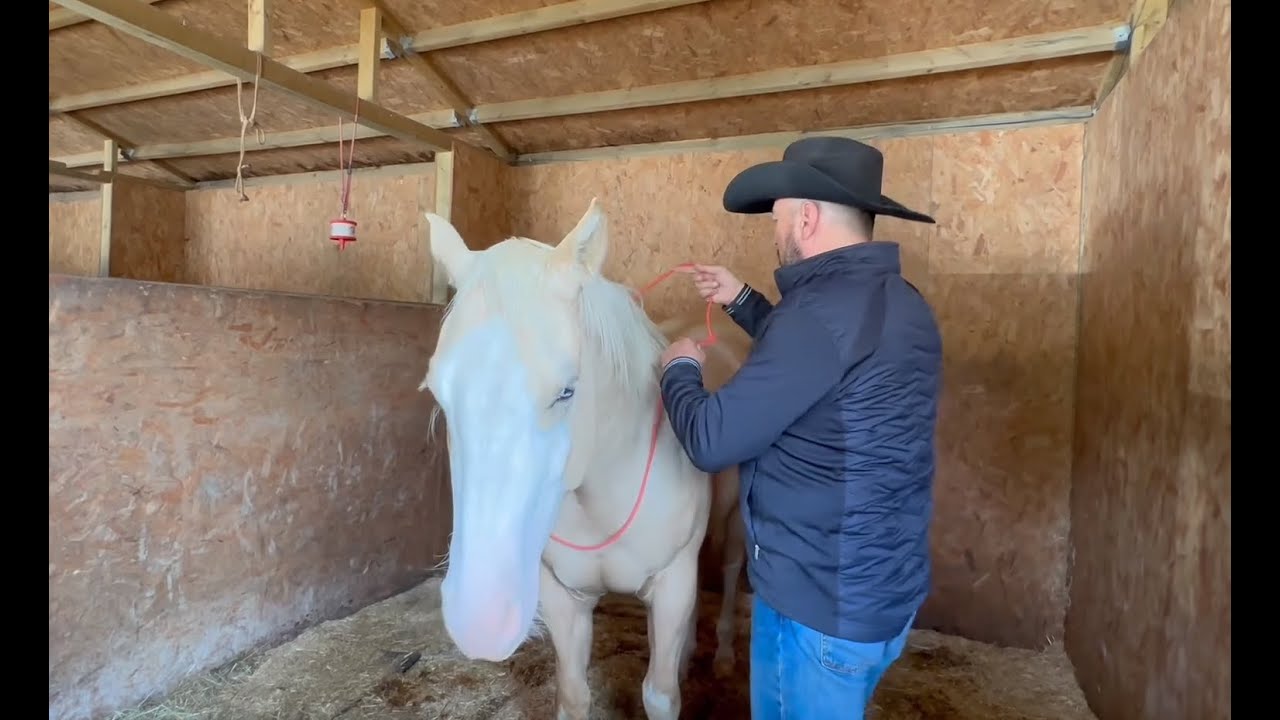 Horse tips for snaffle bits and light mouths - YouTube