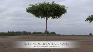 Patio Collection Umbrellas - Plant Highlight.m4v
