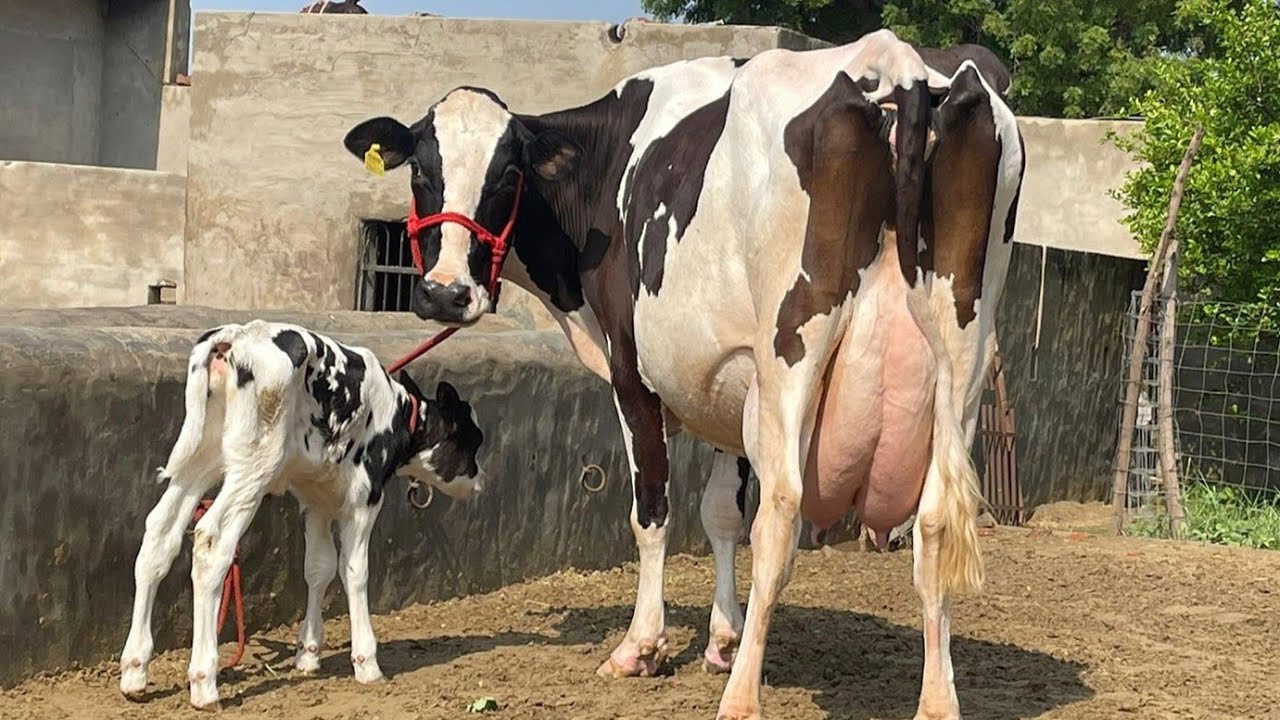 3RD TIMER PURE HF COW 2 दिन की बियाई 20 लीटर खिस तैयार SATGURU DAIRY ...