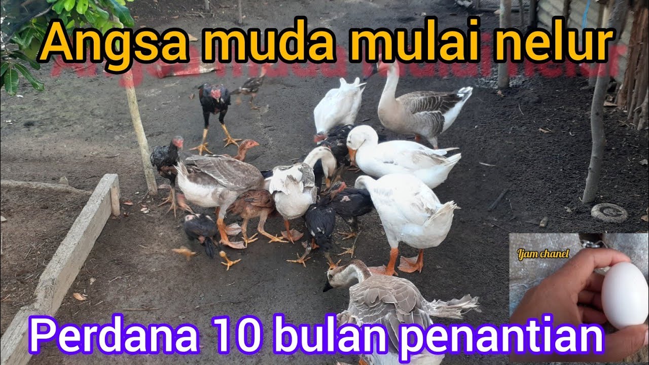 usia 10 bulan angsa muda mulai bertelur part 1#ternakangsa@bintanternak ...