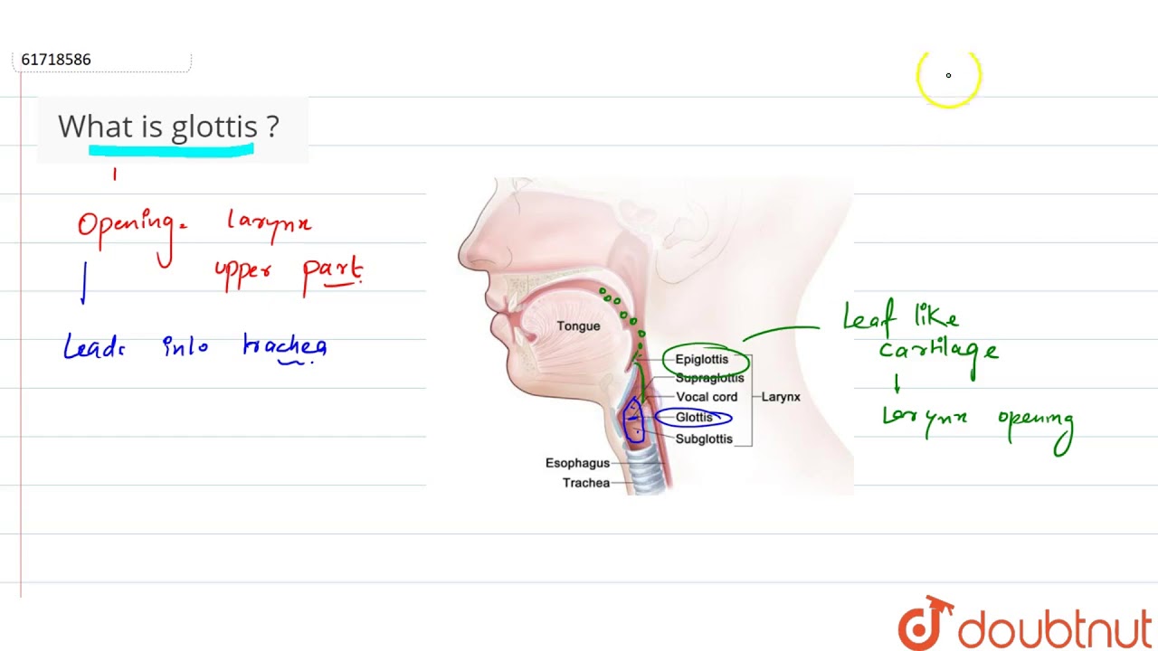 Glottis Definition PDF) The Speech Apparatus