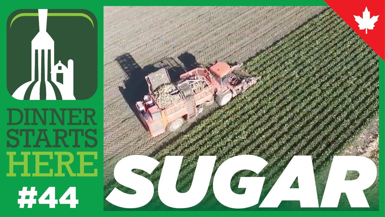 Sugar Farming - Farm 44 - Dinner Starts Here - YouTube