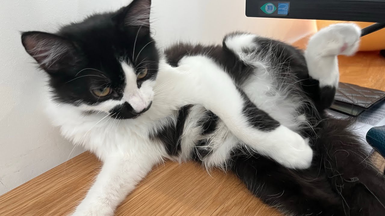 OnlyCats Shower Time Happy Purr - YouTube