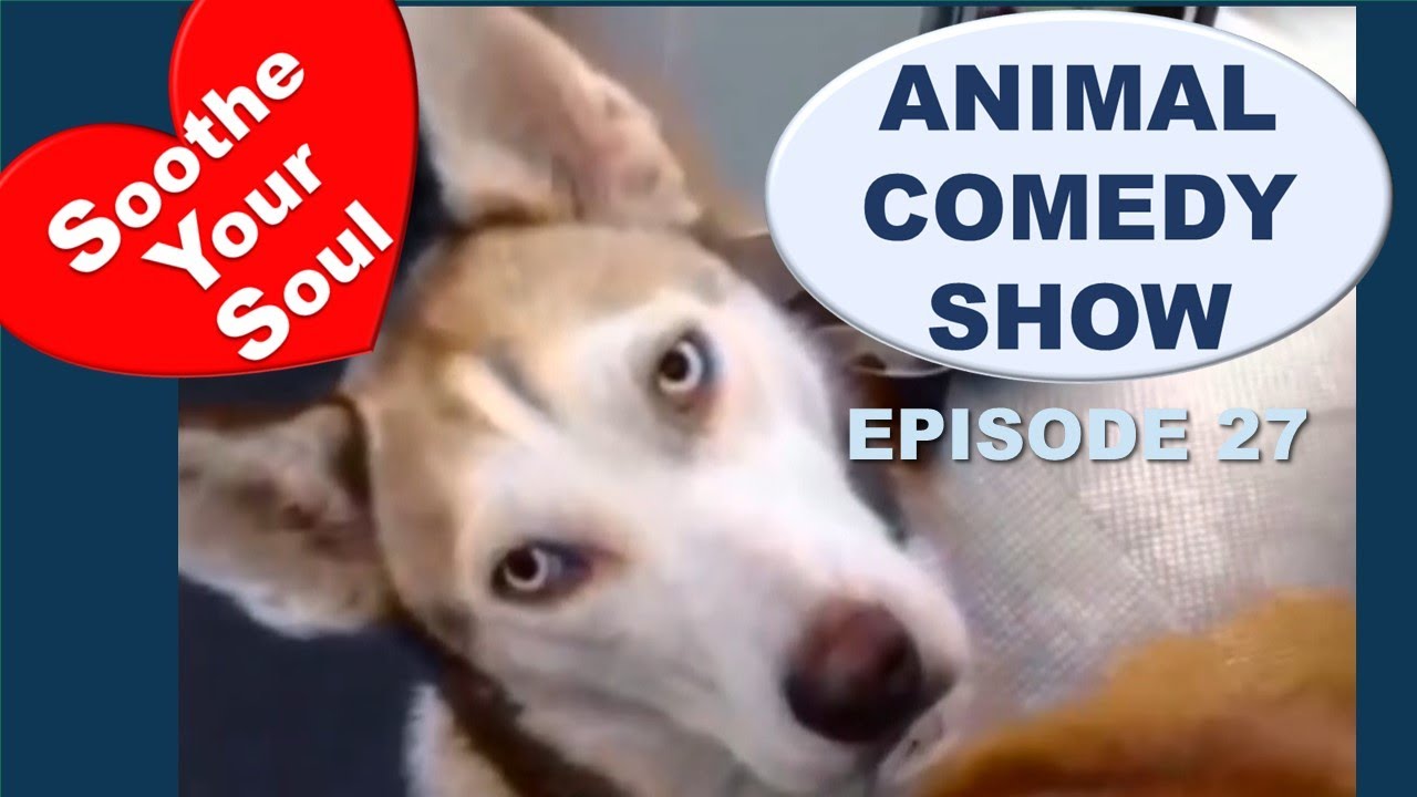 Animal Comedy Show EPISODE 27 - YouTube