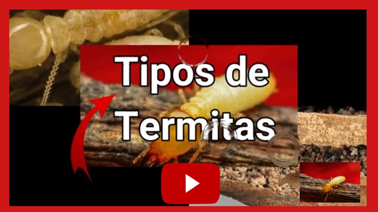 Tipos de termitas 【 Diferentes grupos de comejenes】 - YouTube
