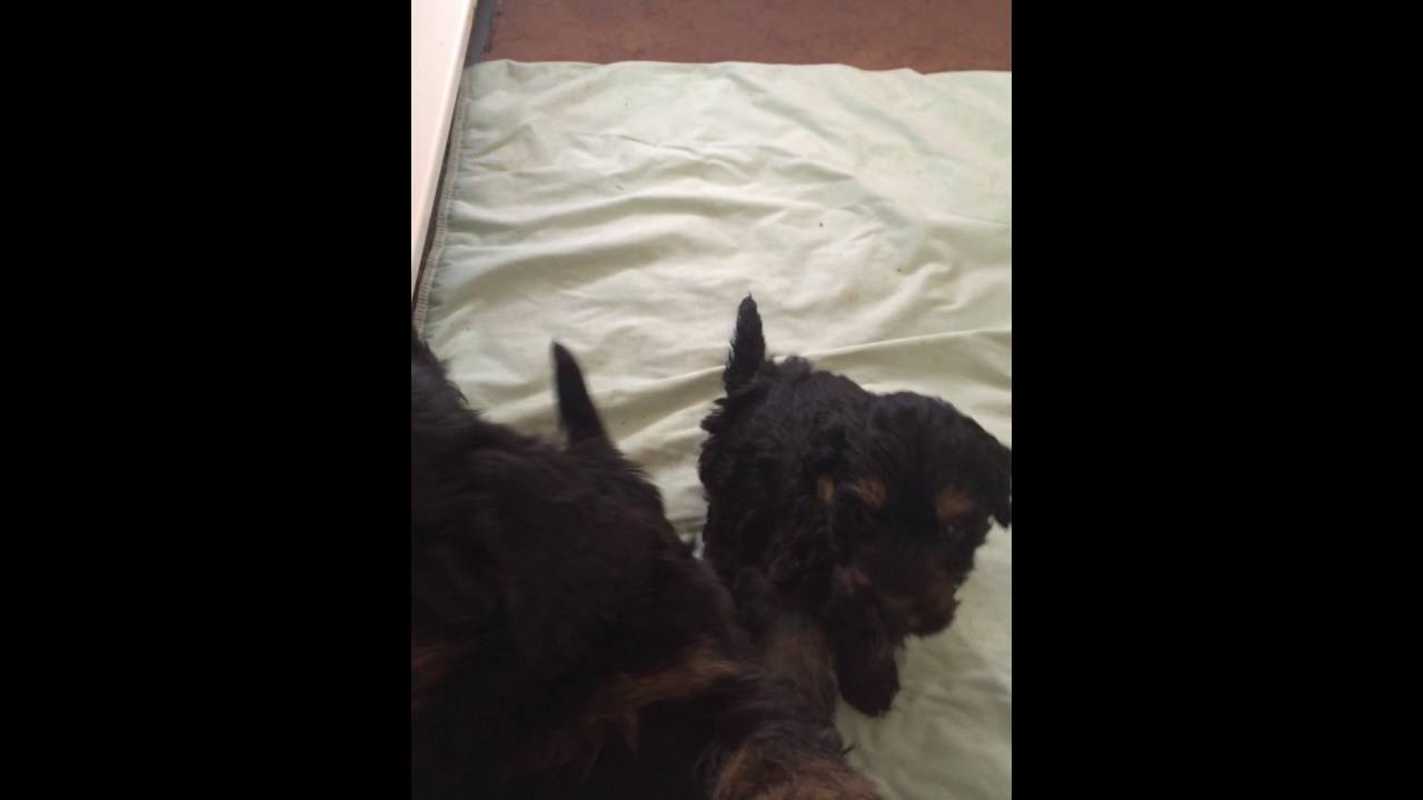 Rotti Poo Pups / Rottle Pups - YouTube