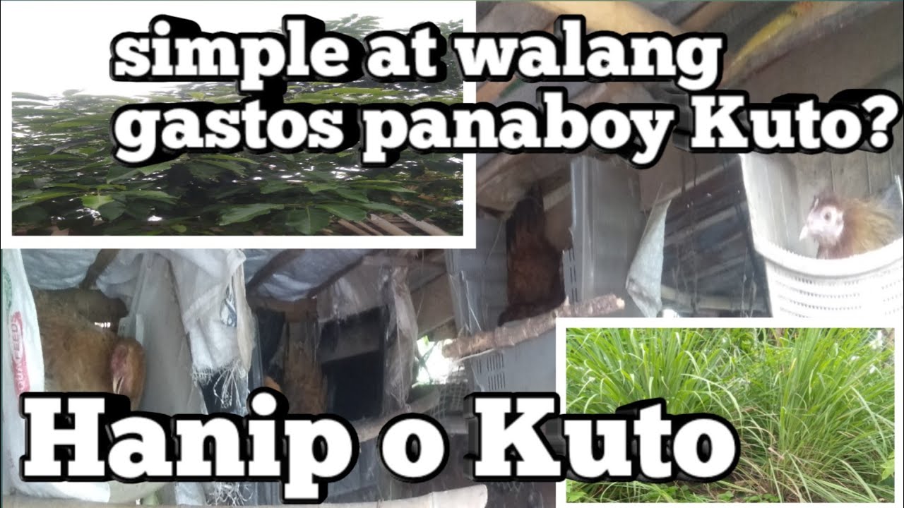 PAANO MAIWASAN ANG HANIP O KUTO SA MANOK/BACKYARD FARM/BUHAY PROBINSYA ...