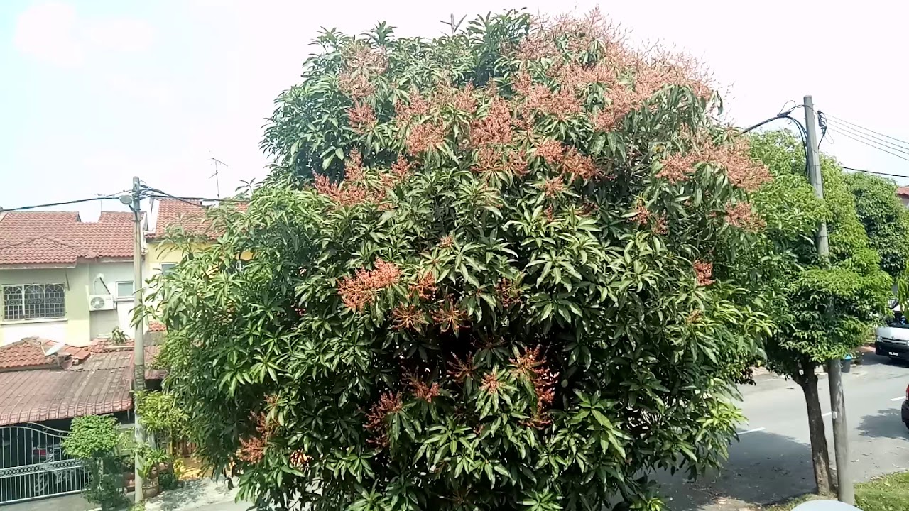 Buah Kuini Sarawak berbuah lagi - YouTube