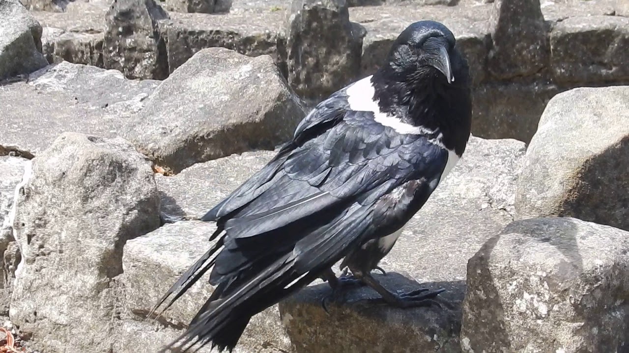 talking raven - knaresborough castle england - YouTube