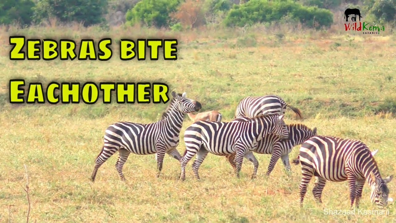 Zebras Bite Eachother - YouTube