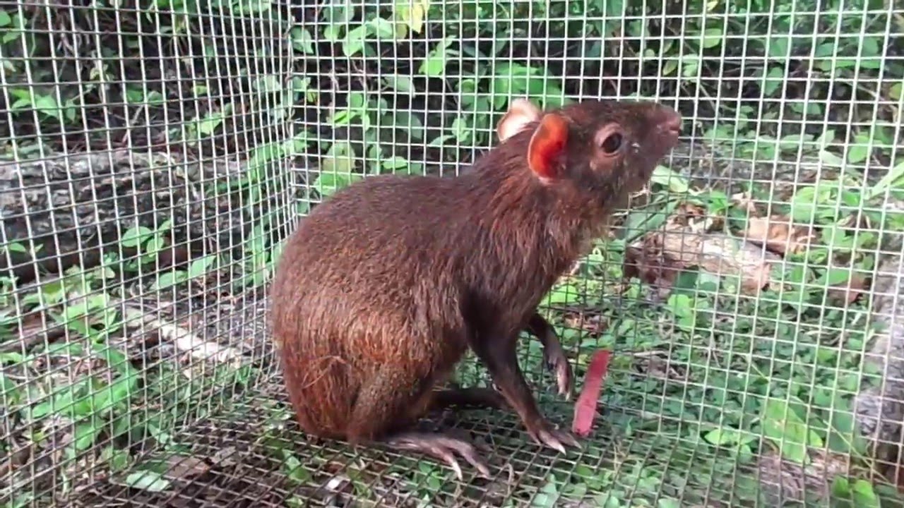 Common Agouti ( Dasyprocta ) - YouTube