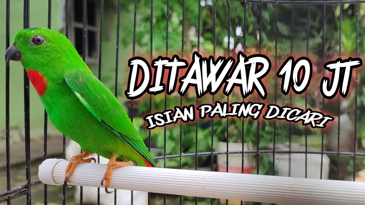 Serindit Gacor Nembak Panjang Full Isian Cililin Buat Masteran Murai ...