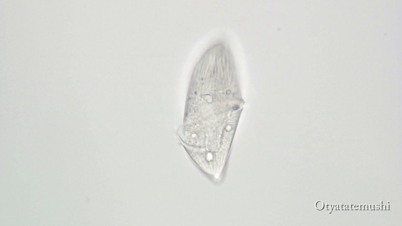 ギロディニウム属の一種（Gyrodinium sp.） - YouTube